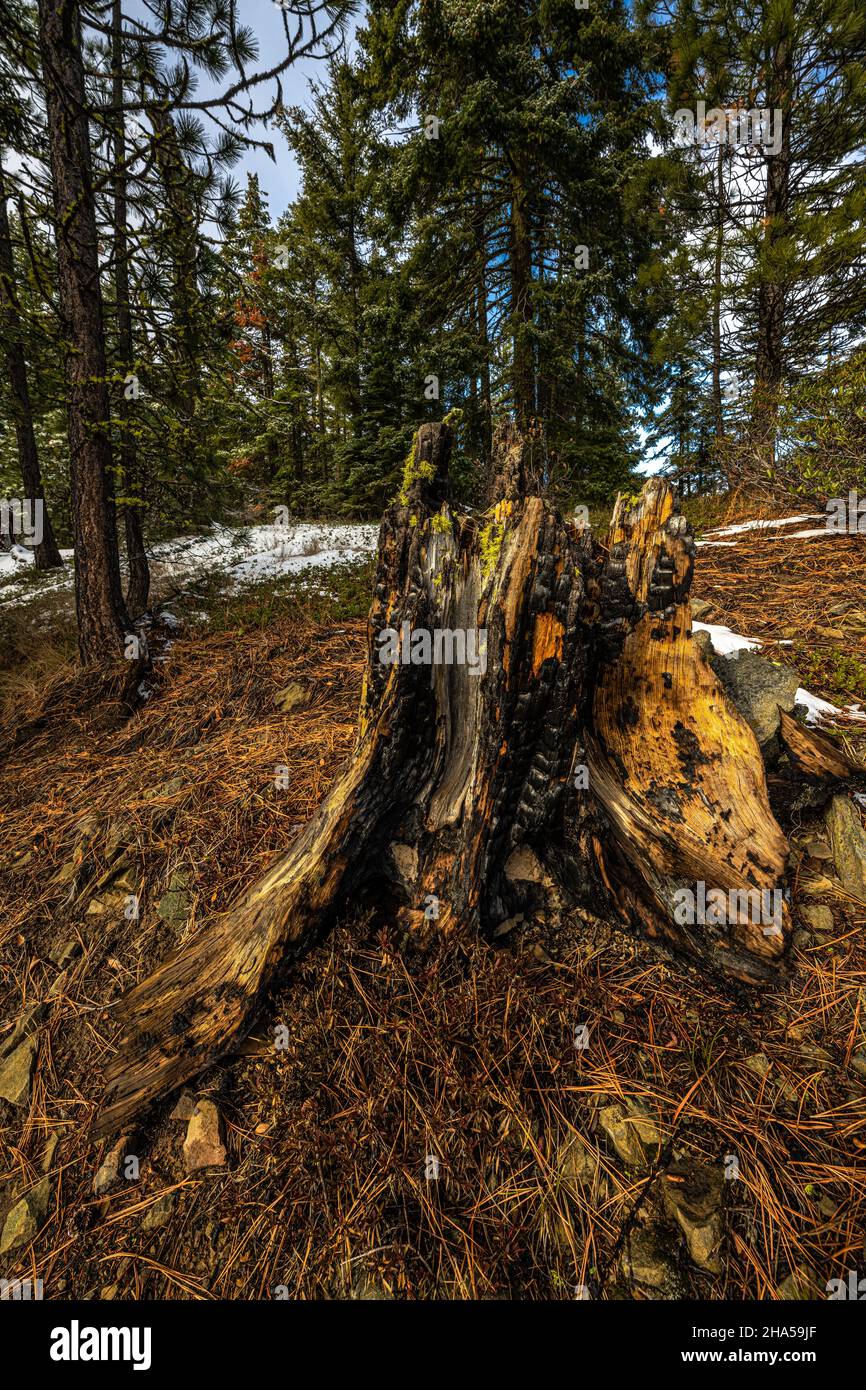 Okanogan-Wenatchee National Forest in Washington State Stock Photo - Alamy