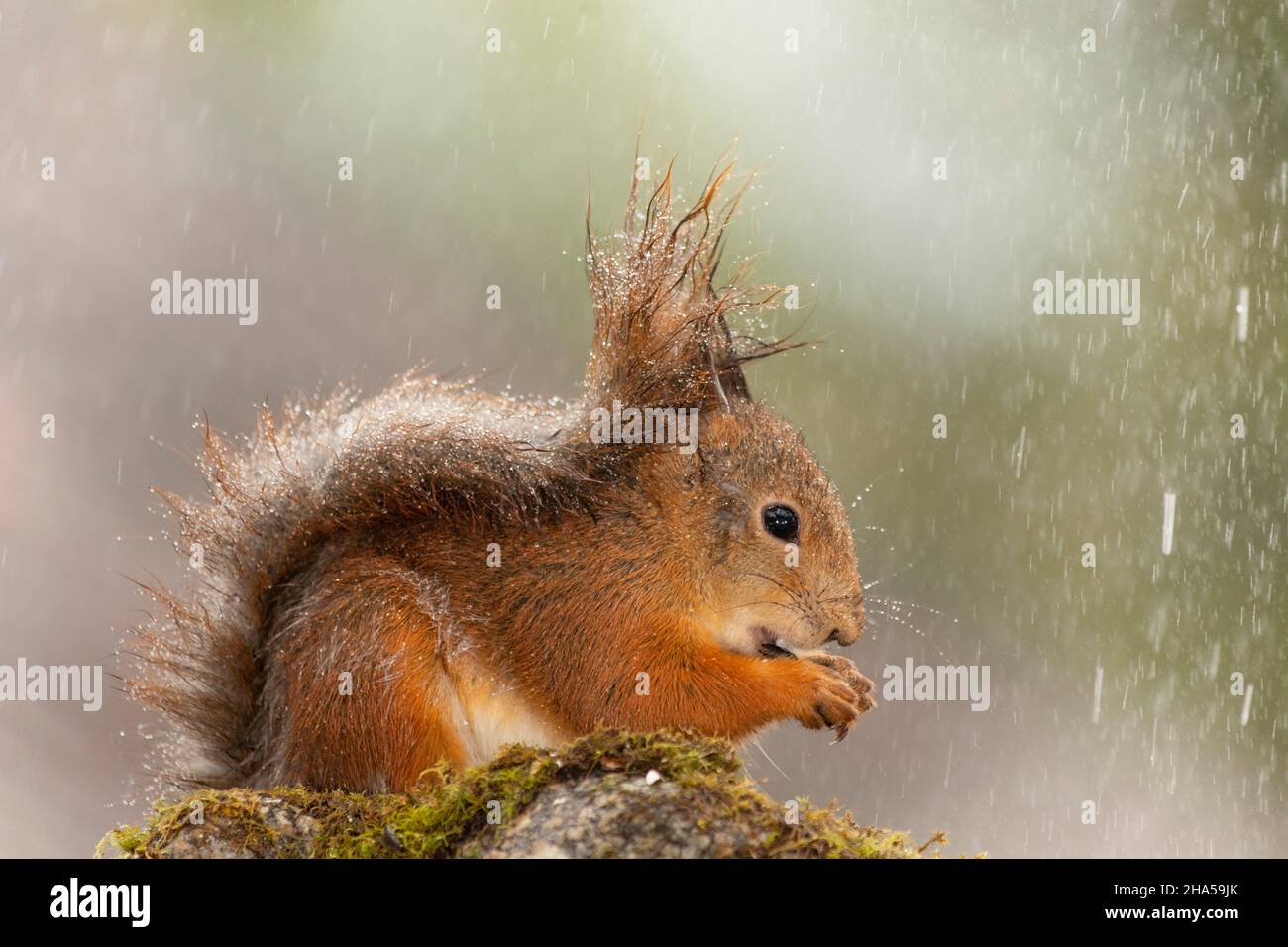 wet red squirrel standing on moss in the rain Stock Photo - Alamy