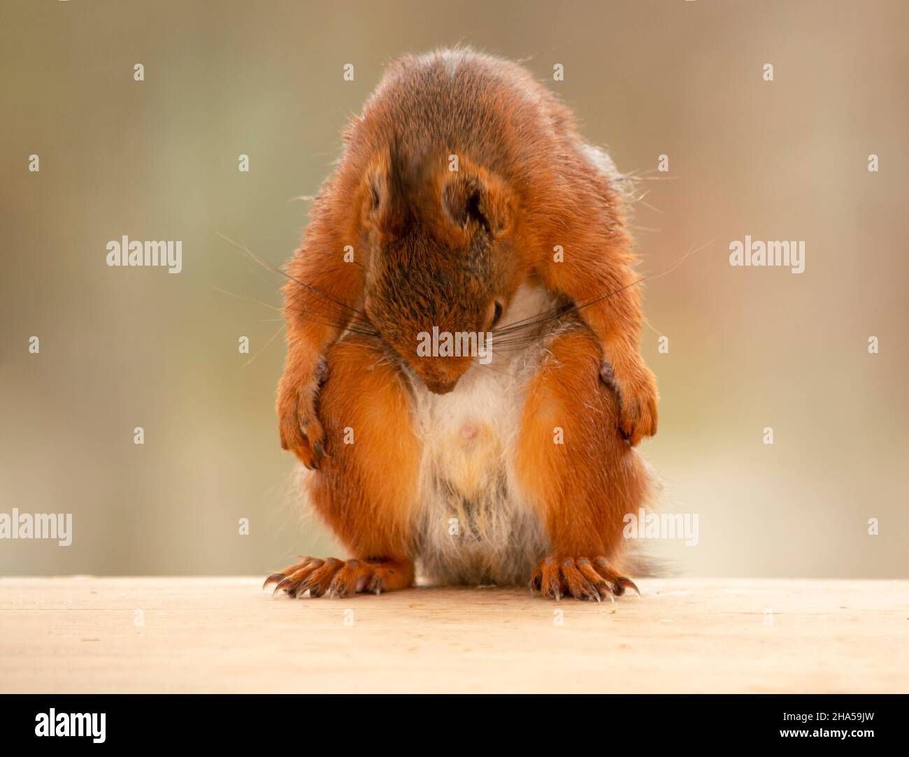 Sad Squirrel Drawing