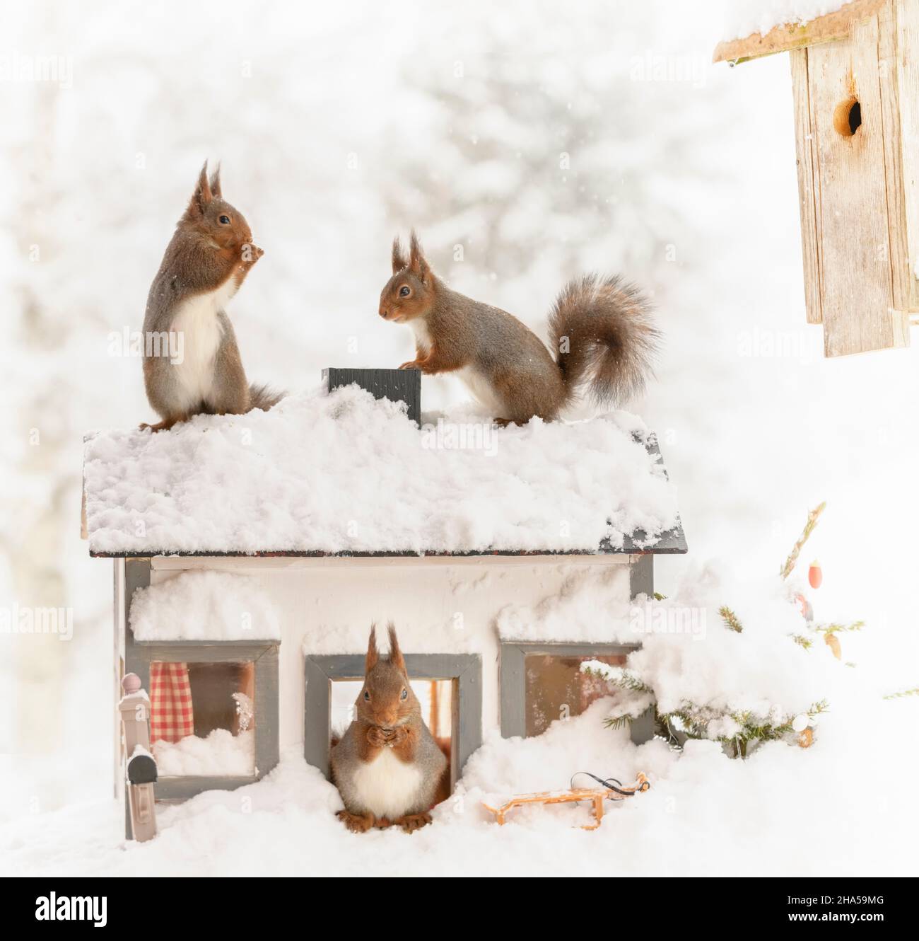 Snow house family hi-res stock photography and images - Alamy