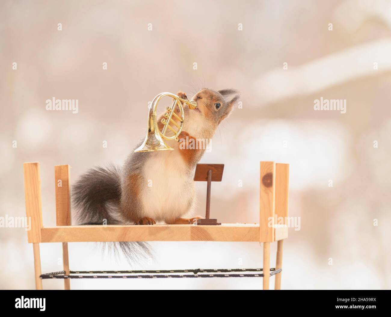 Red squirrel is holding a french horn hi-res stock photography and ...