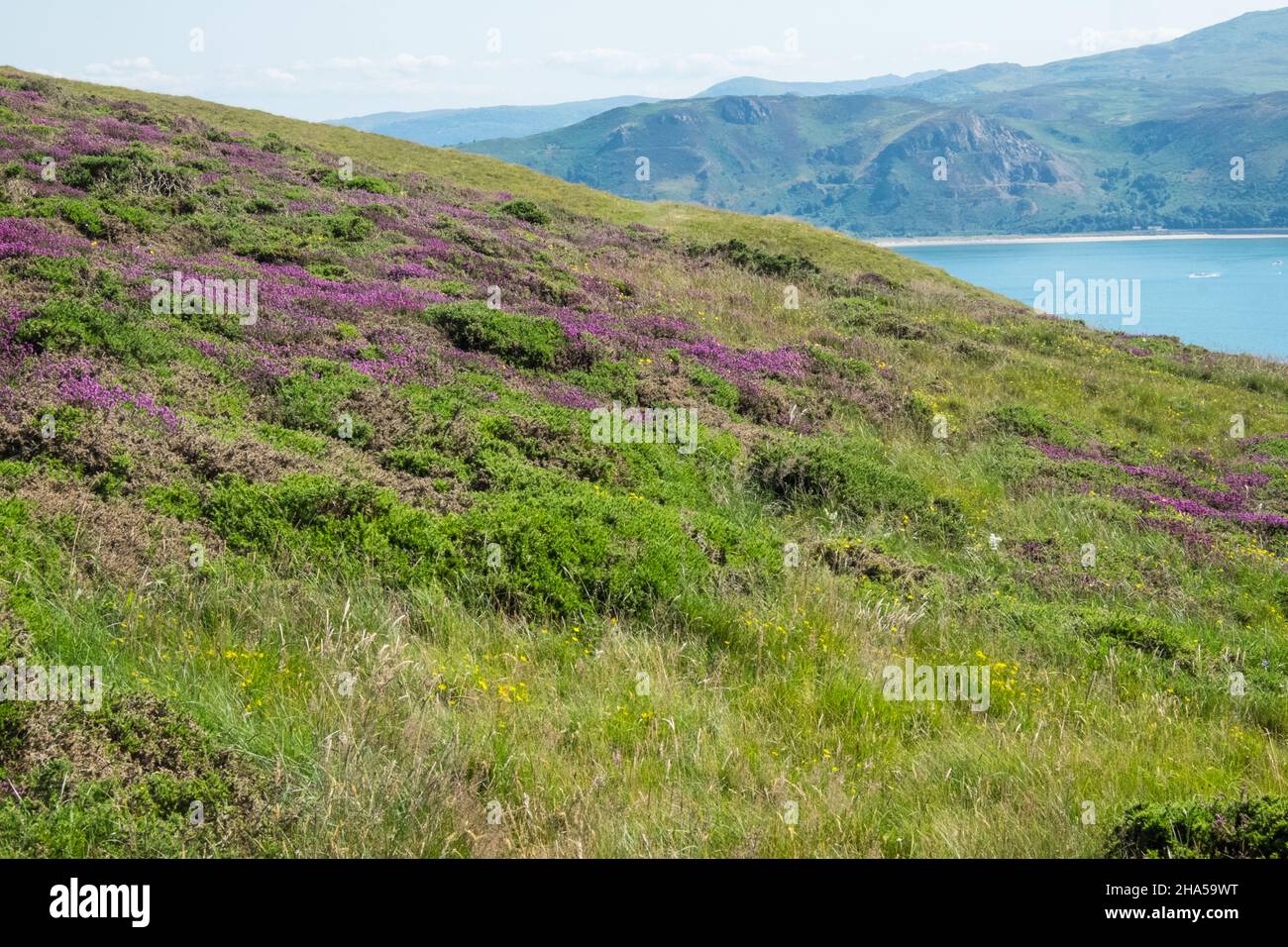 Hiking,hike,walking,walk,in,countryside,rural,setting,of,Great Orme ...