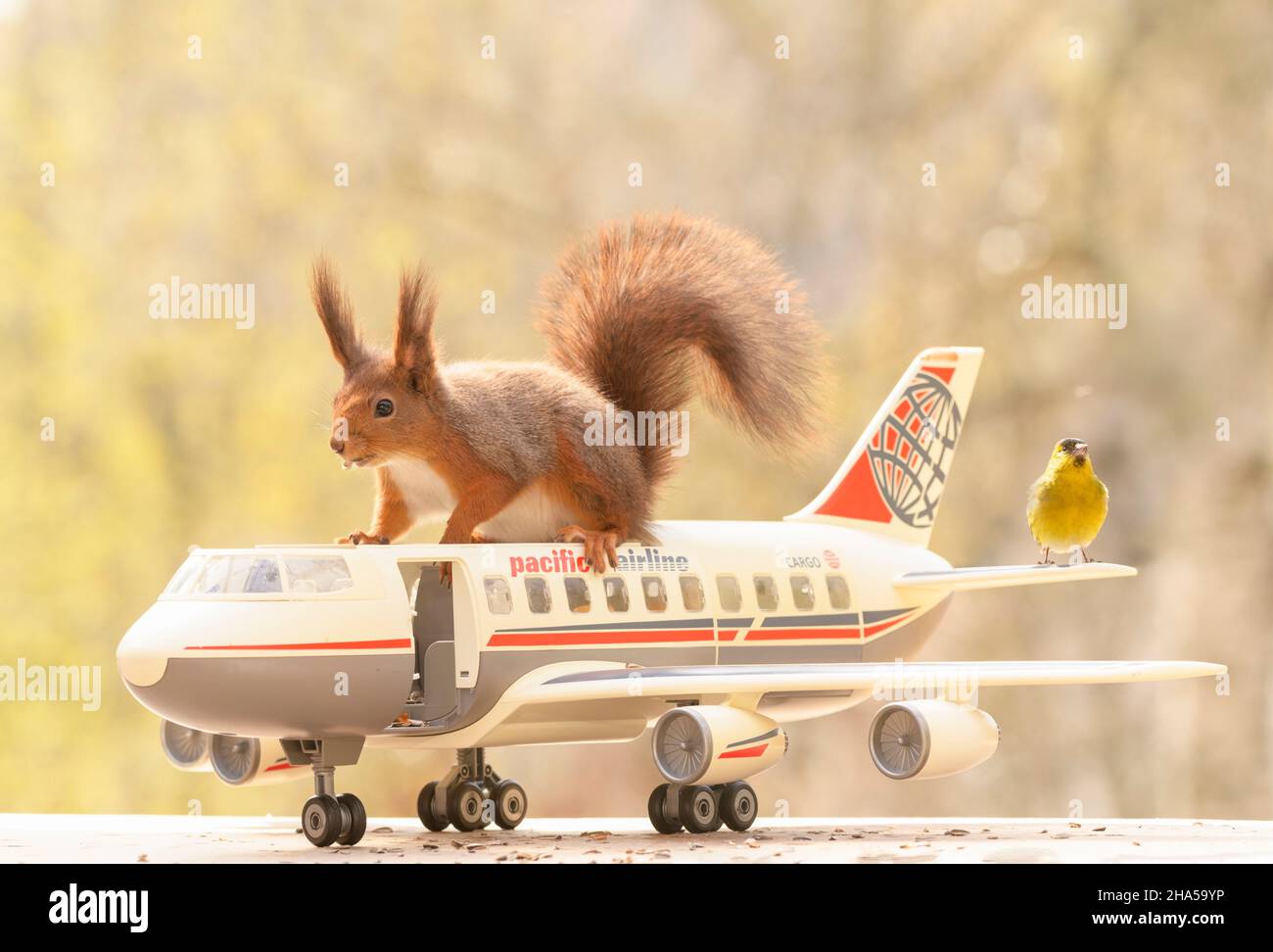 red squirrel is sitting on a airplane with siskin Stock Photo - Alamy