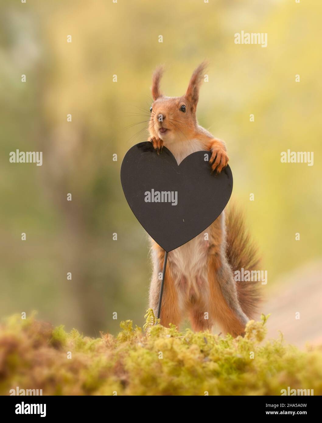red squirrel is leaning on a heart with open mouth Stock Photo - Alamy