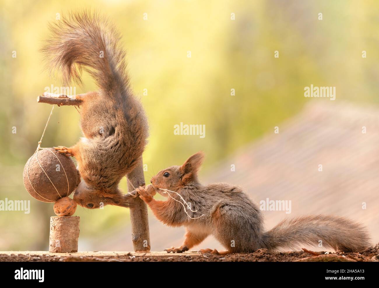 red squirrels are standing with a iron ball and walnut Stock Photo - Alamy