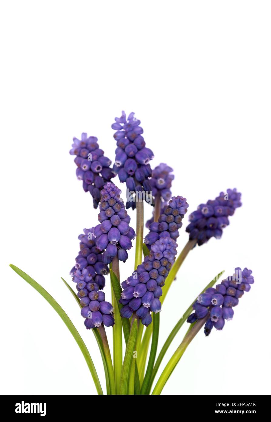 Muscari flowers blue grape hyacinth isolated on white background Stock ...