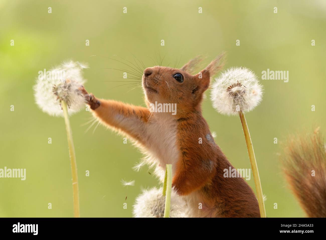 Red squirrel is reaching out to dandelion stem with seeds hi-res stock ...