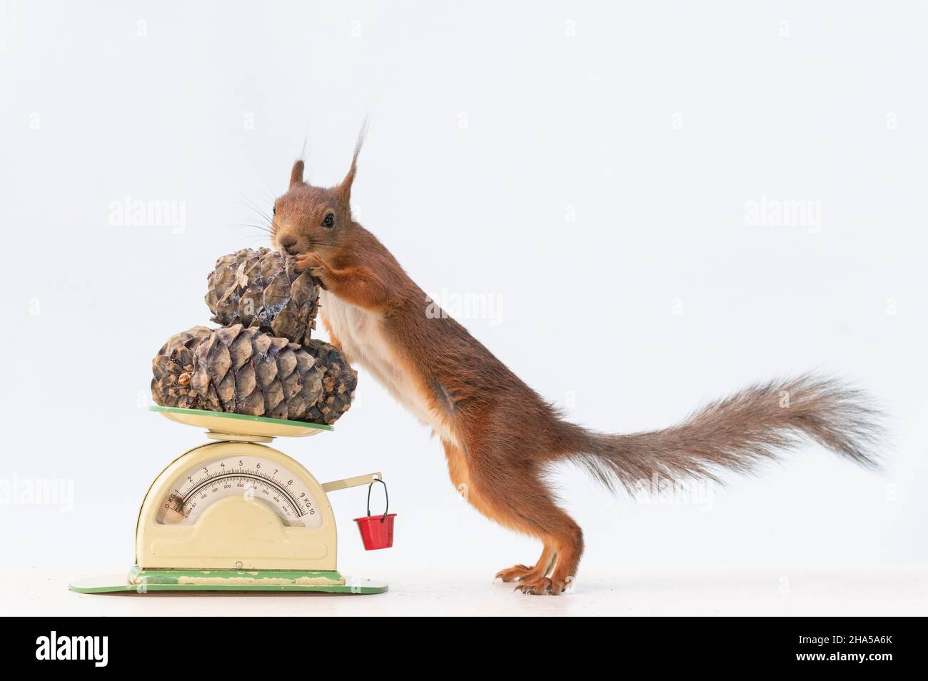 red squirrel is standing with a scale and pinecones Stock Photo - Alamy