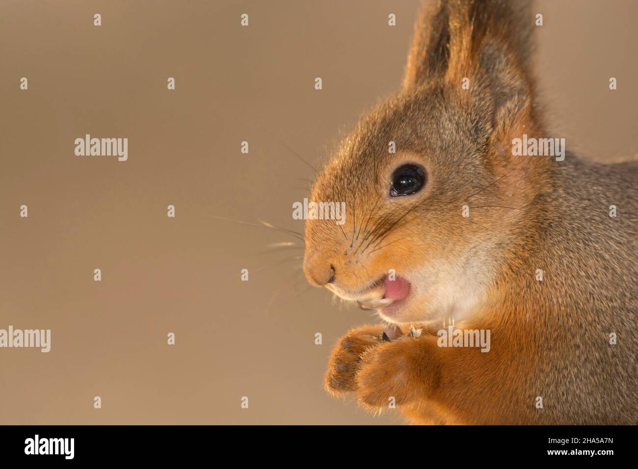 Profile close up of red squirrel with open mouth hi-res stock ...