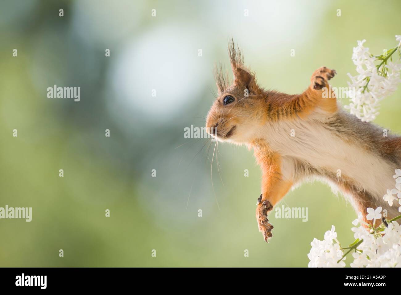 red squirrel jumping from lilac branches Stock Photo - Alamy