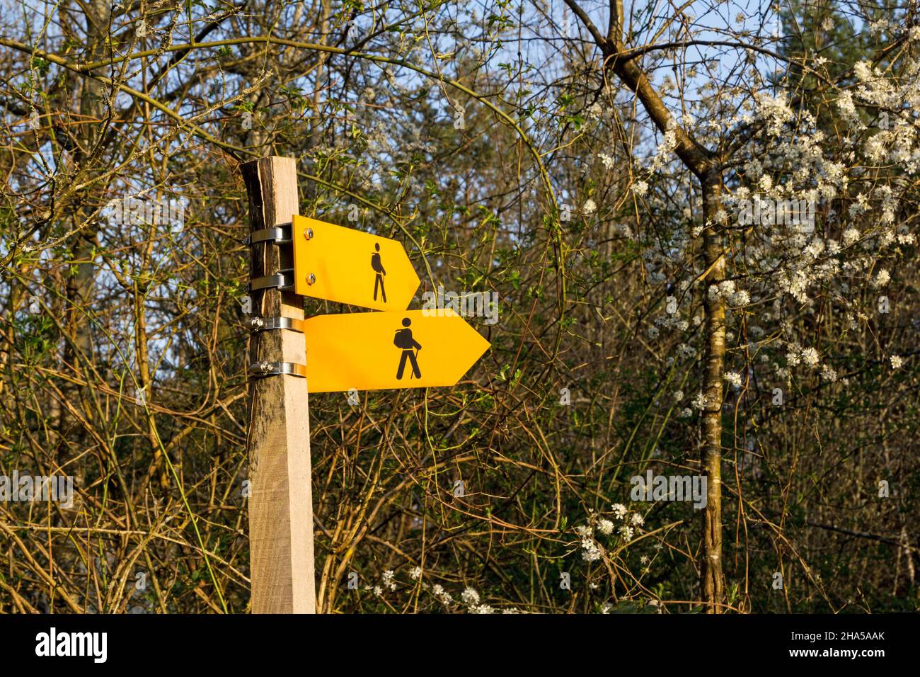 Hiking trail direction signs on crossings in a forest Stock Photo - Alamy