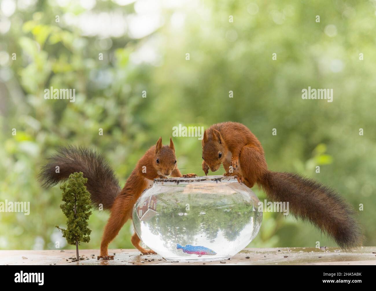 red squirrels with an fish in a bowl Stock Photo - Alamy