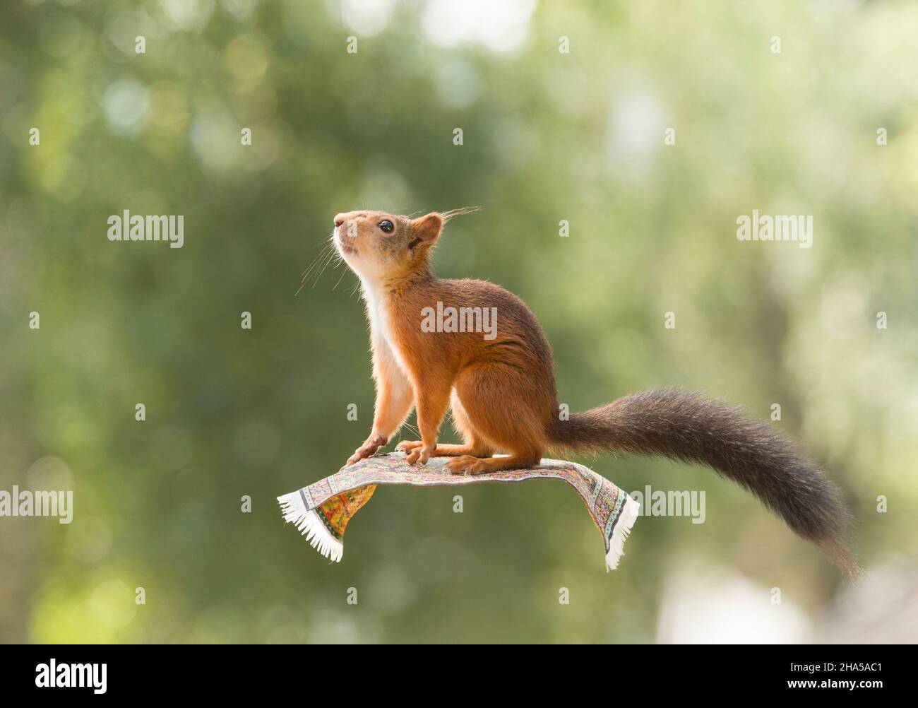 Red flying squirrel hi-res stock photography and images - Alamy