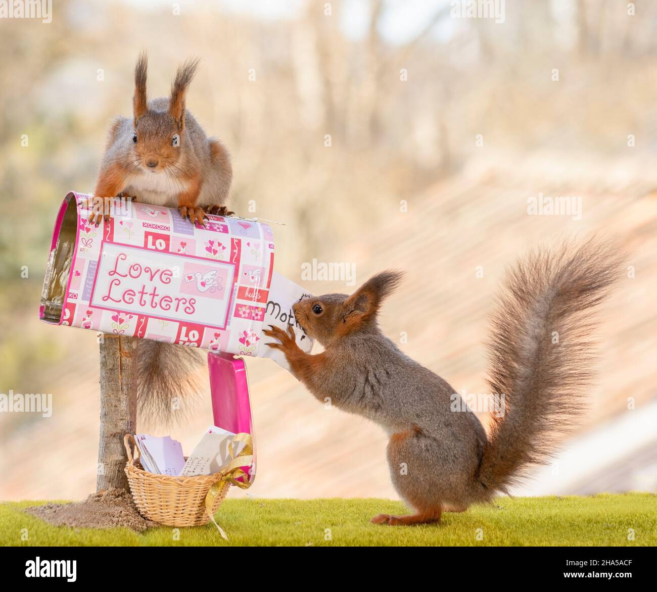 red squirrel holding a letter with an mailbox Stock Photo - Alamy