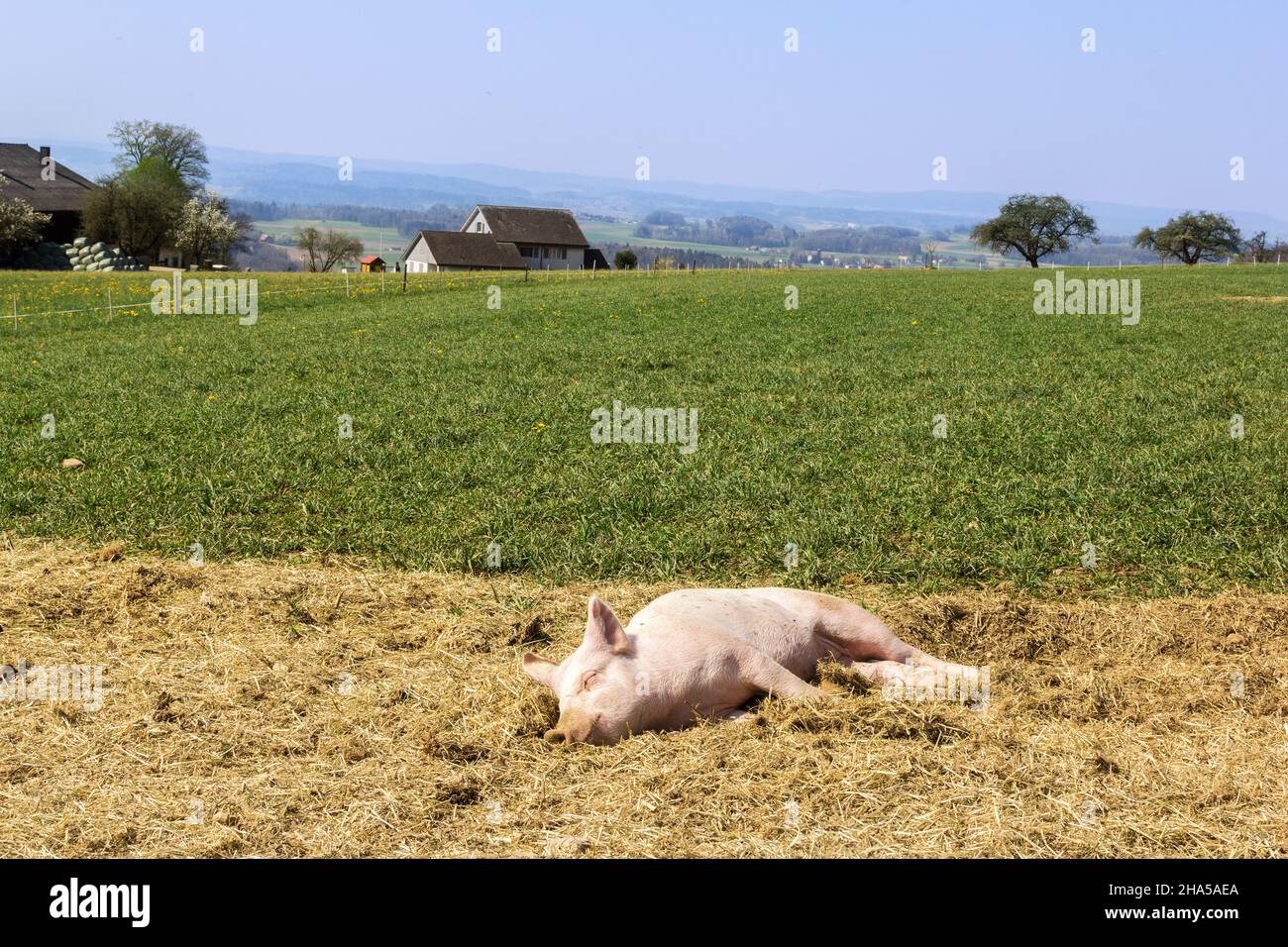 A small pig sleeping in open land pig farm - field-grown pigs are ...
