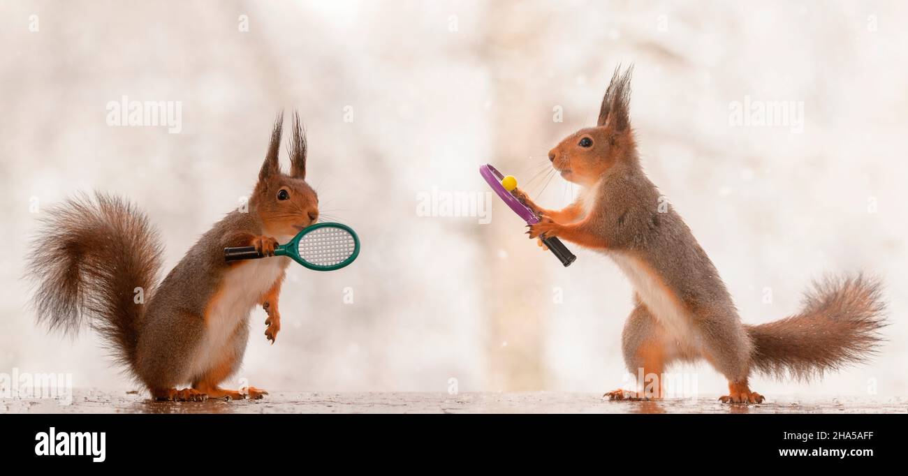 Red squirrels is holding a tennis racket hi-res stock photography and ...