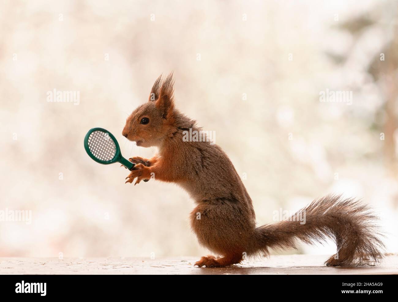 red squirrel is holding a tennis racket with hands Stock Photo - Alamy