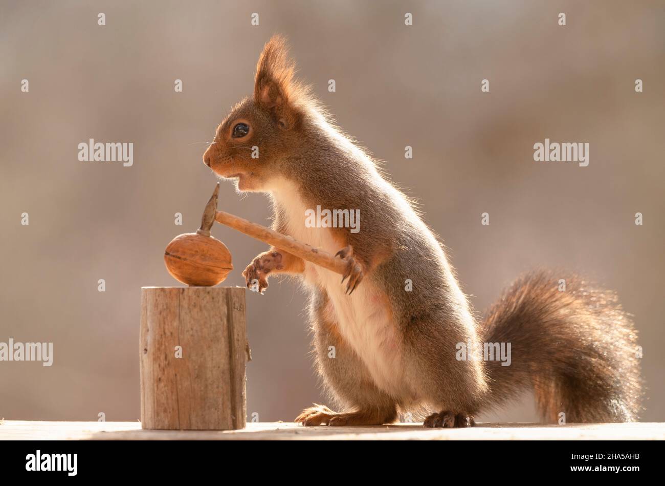 red squirrel is holding a hammer with walnut and open mouth Stock Photo ...