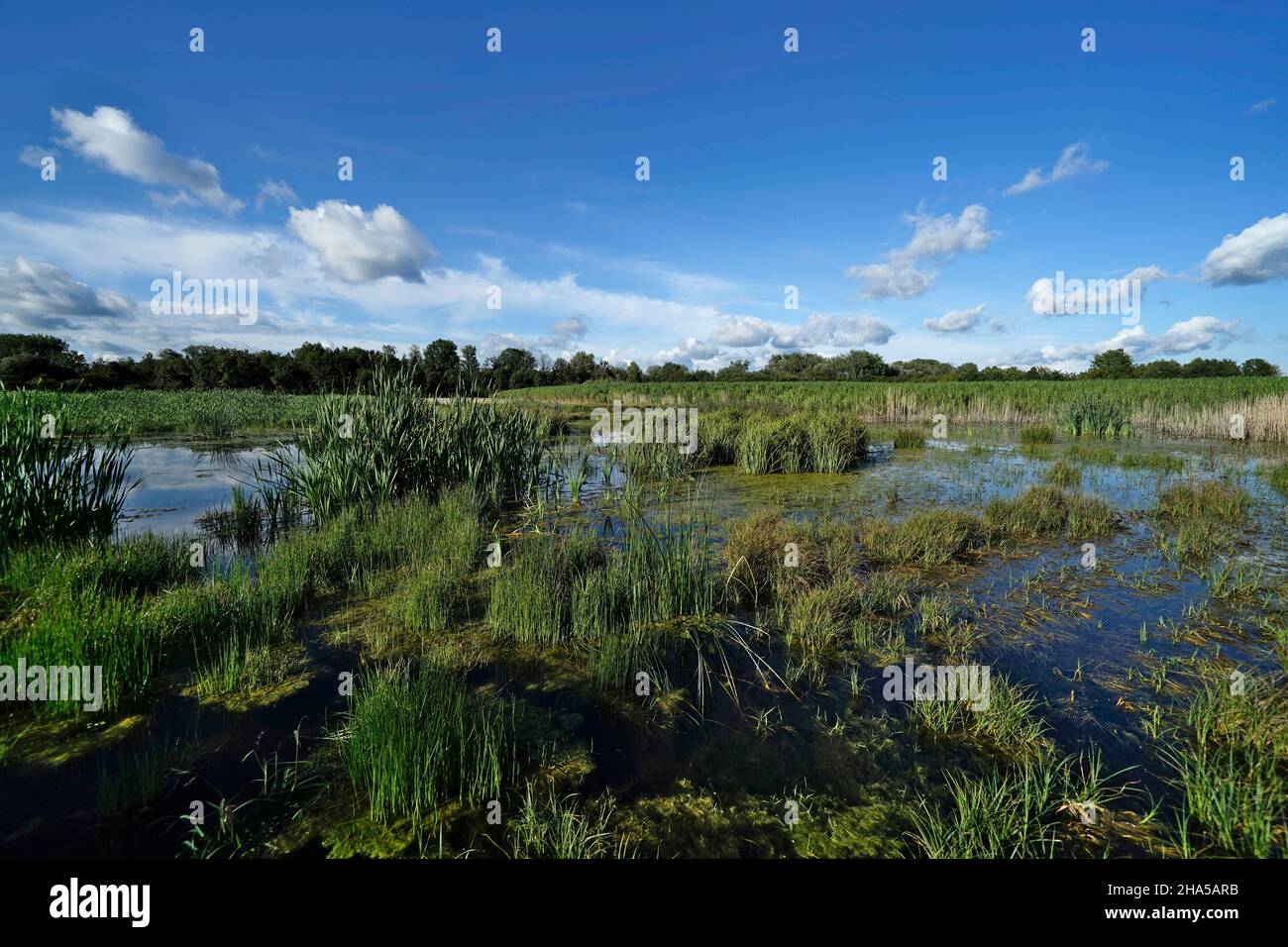 germany,bavaria,upper bavaria,neuötting,innauen,wetland,ponds,water ...