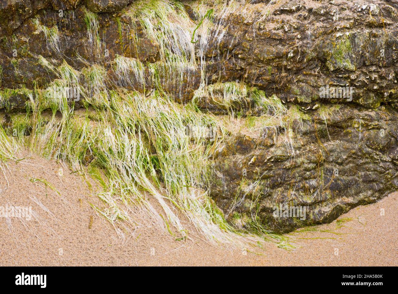 europe,northern ireland,county antrim,causeway coast,intertidal zone ...