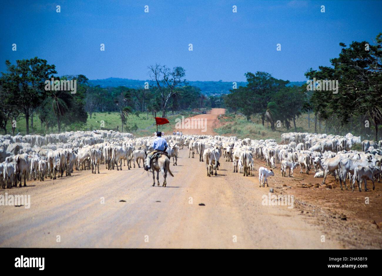 Cattle cow cowboy in Bolivia Stock Photo - Alamy