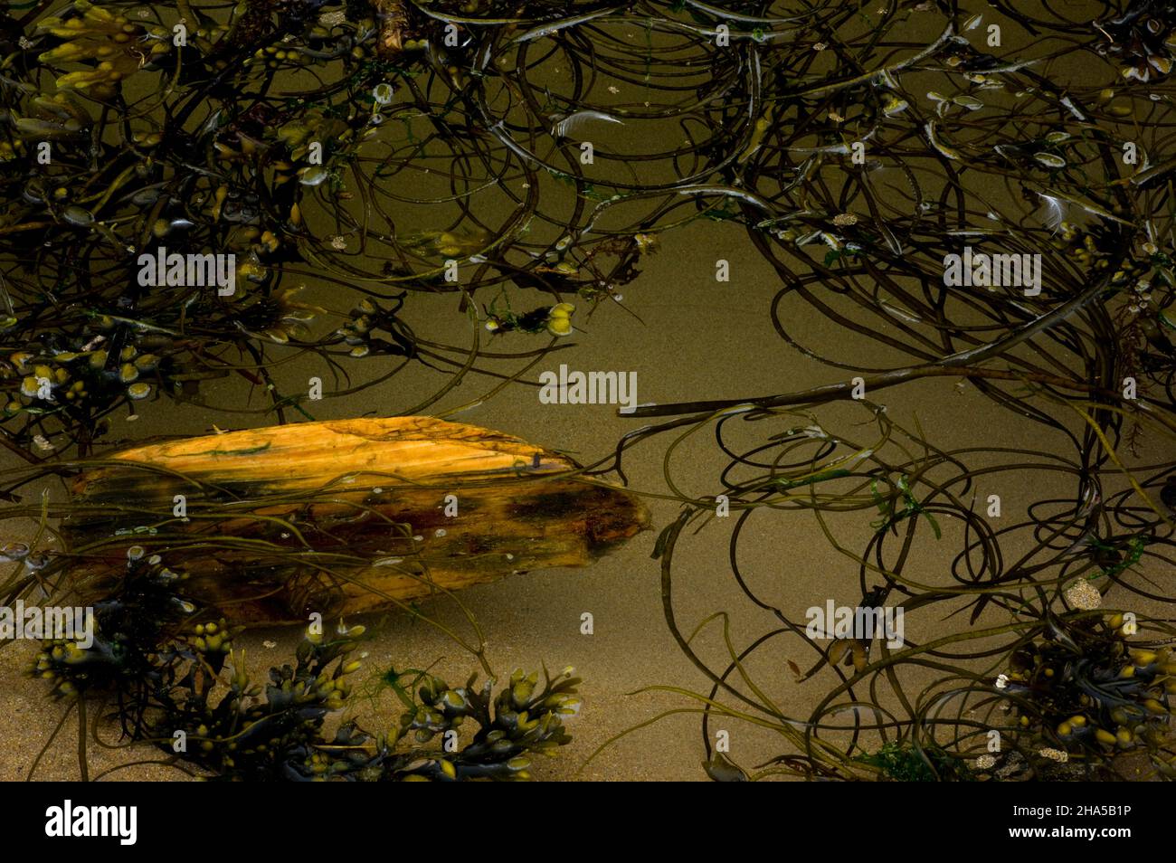 europe,northern ireland,county antrim,causeway coast,intertidal zone ...