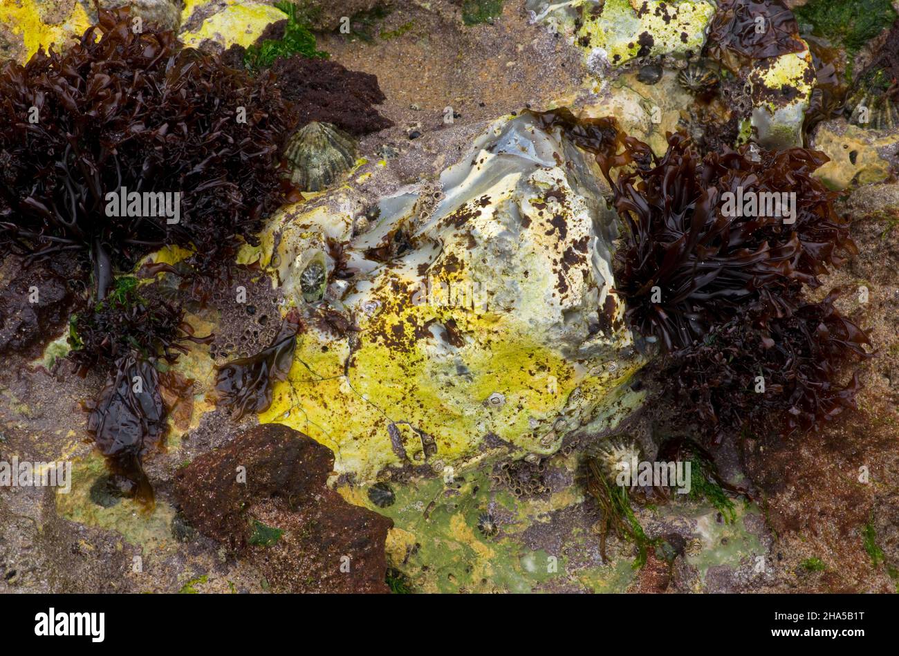 europe,northern ireland,county antrim,causeway coast,intertidal zone ...