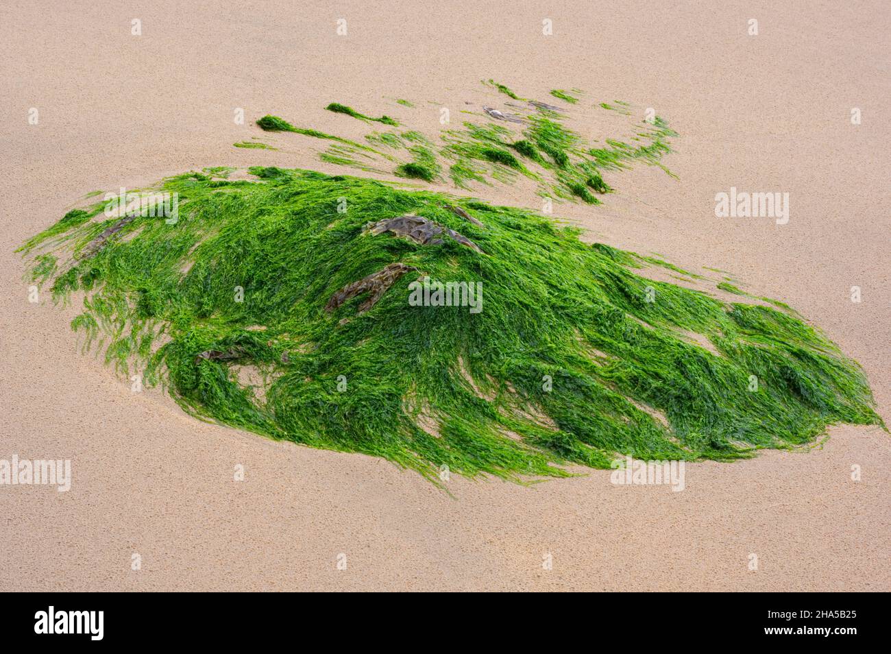 europe,northern ireland,county antrim,causeway coast,intertidal zone ...