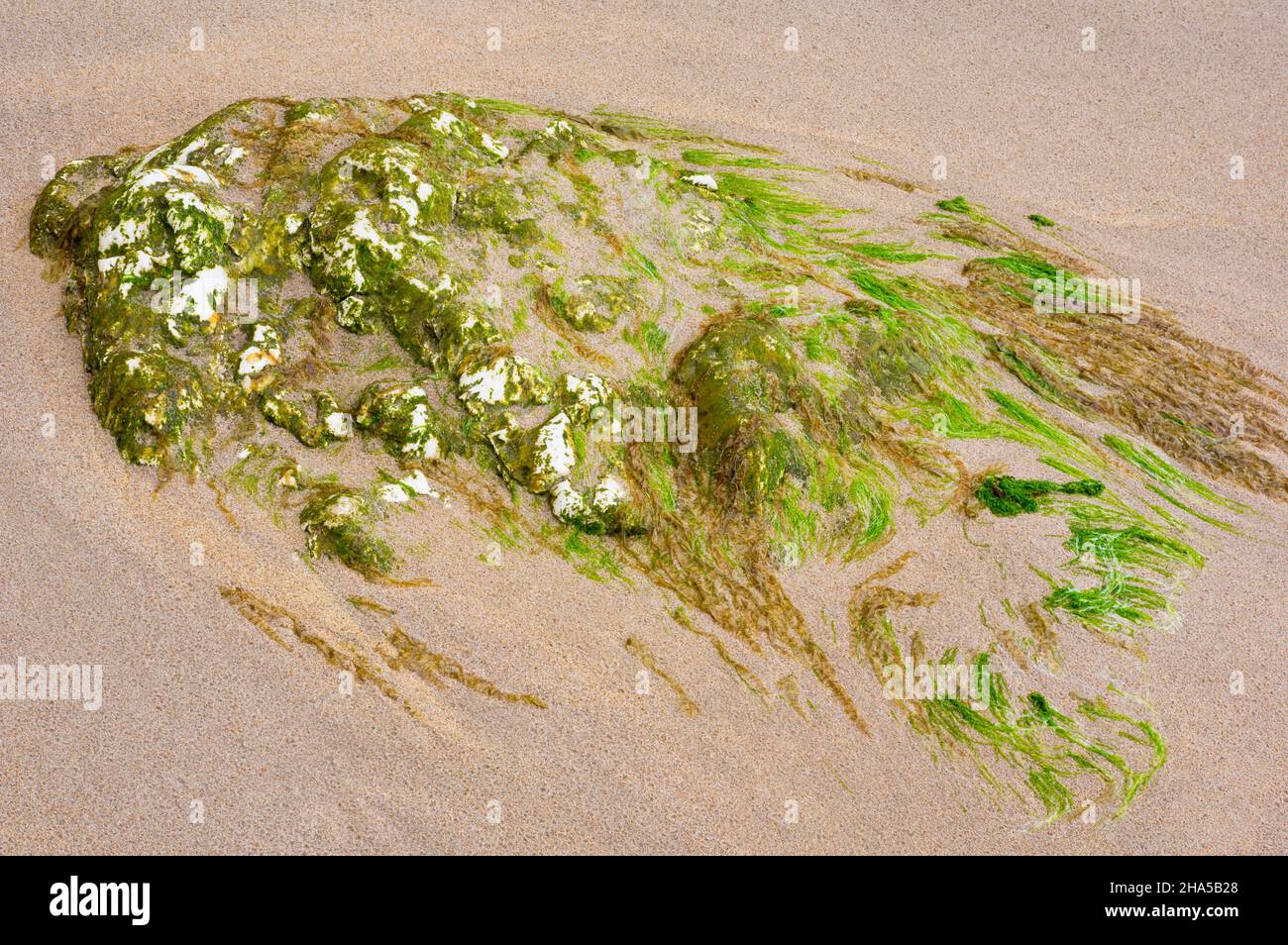 europe,northern ireland,county antrim,causeway coast,intertidal zone ...