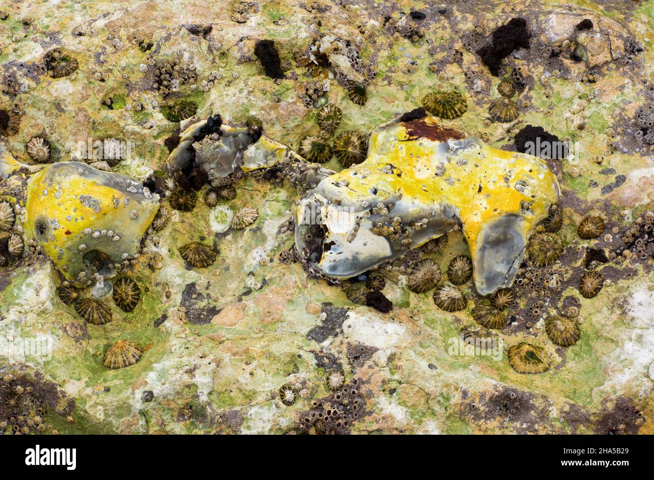 Tidal pool in shell limestone with flintstone inclusions hi-res stock ...