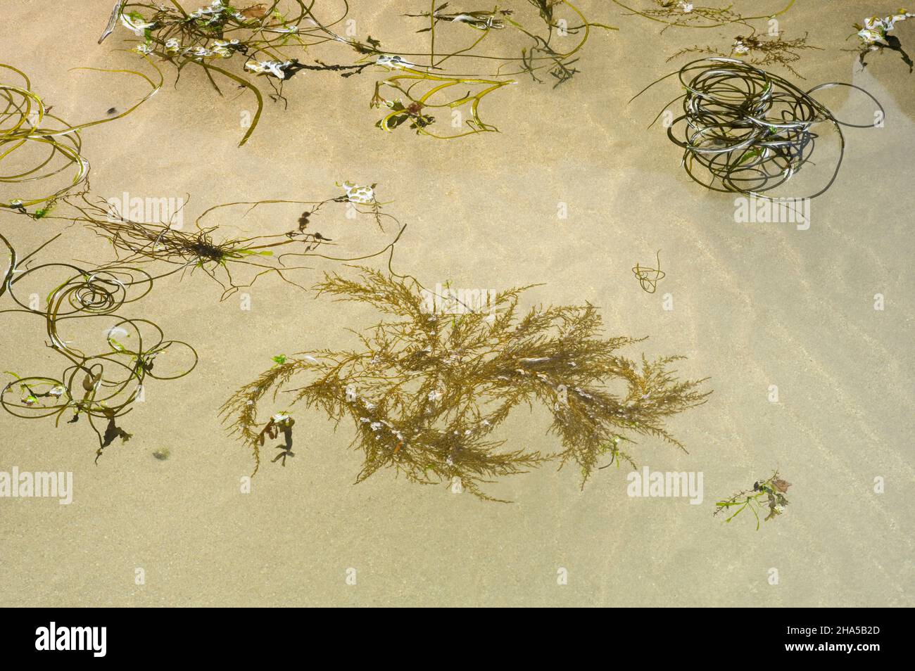 europe,northern ireland,county antrim,causeway coast,intertidal zone ...