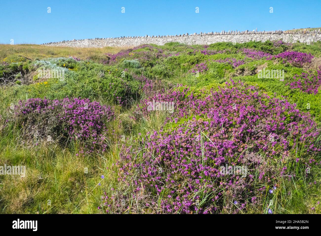 Hiking,hike,walking,walk,in,countryside,rural,setting,of,Great Orme ...