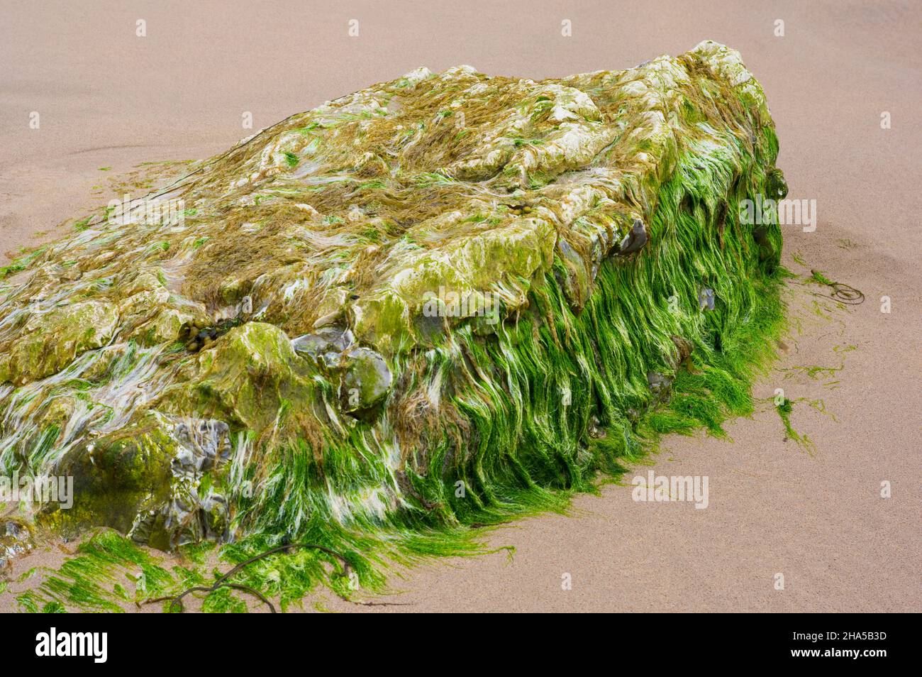 europe,northern ireland,county antrim,causeway coast,intertidal zone ...