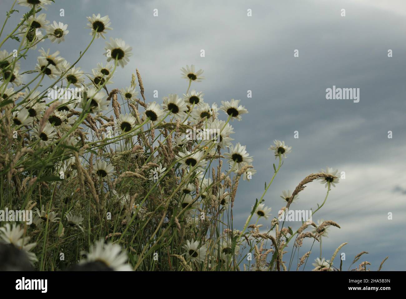 Bottom of flowers hi-res stock photography and images - Alamy