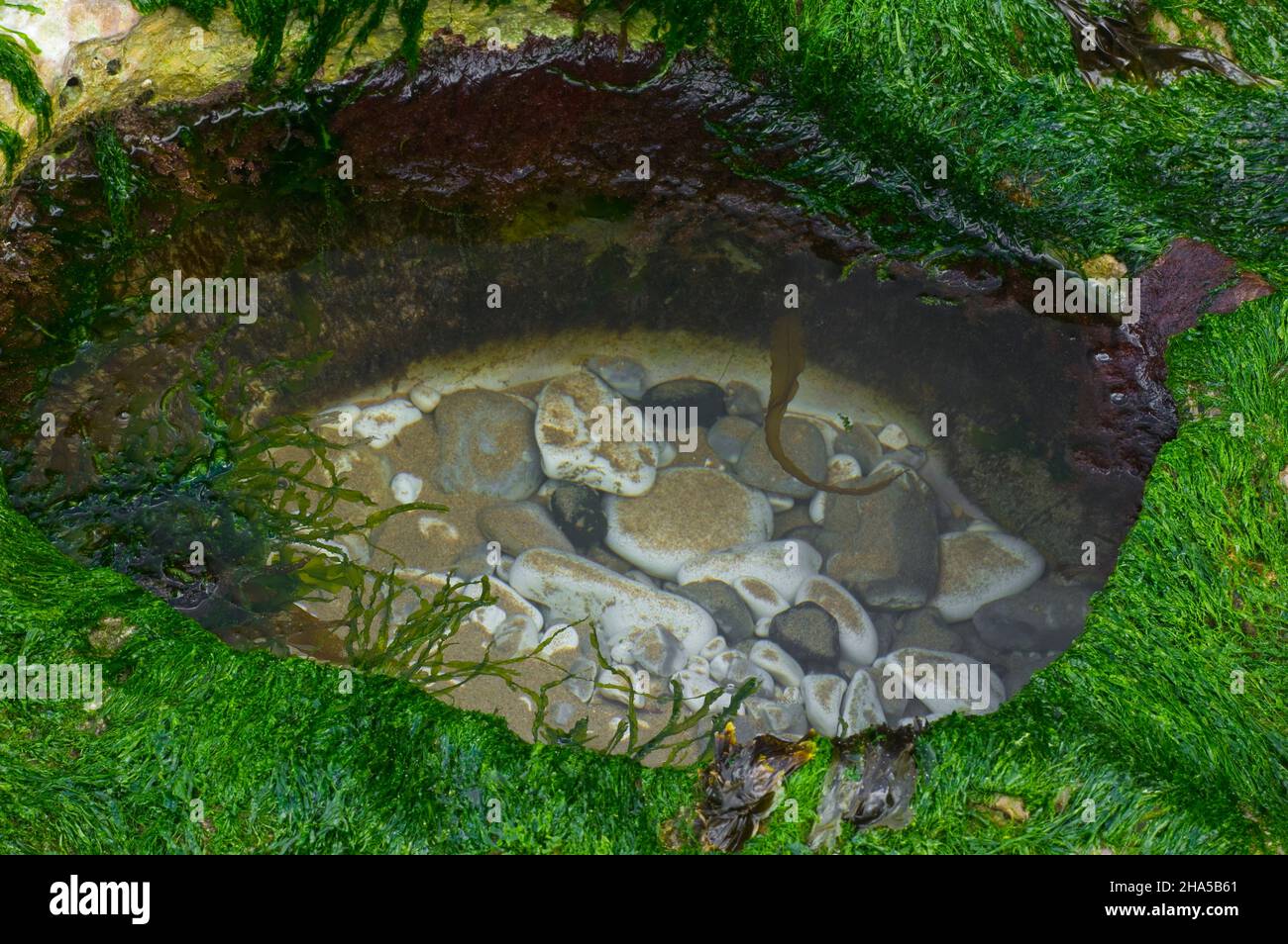 europe,northern ireland,county antrim,causeway coast,intertidal zone ...
