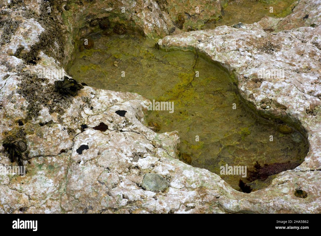 Tidal pools on the clam limestone coast near portrush hi-res stock ...