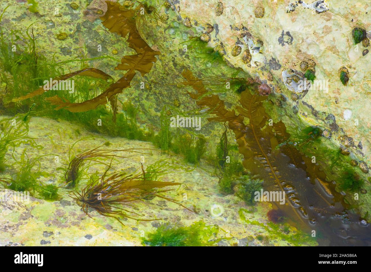 Tidal puddle hi-res stock photography and images - Alamy