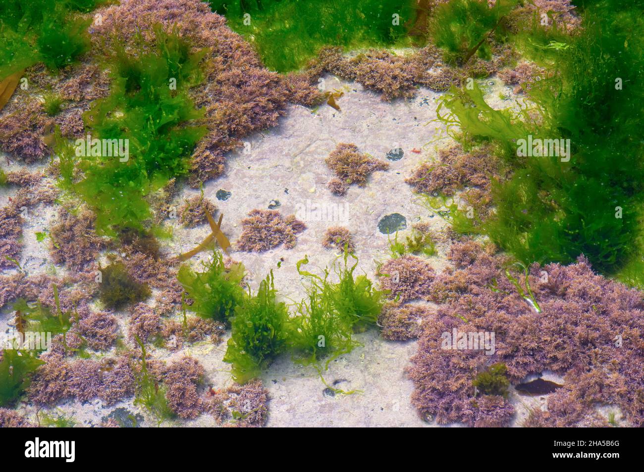 europe,northern ireland,county antrim,causeway coast,intertidal zone ...