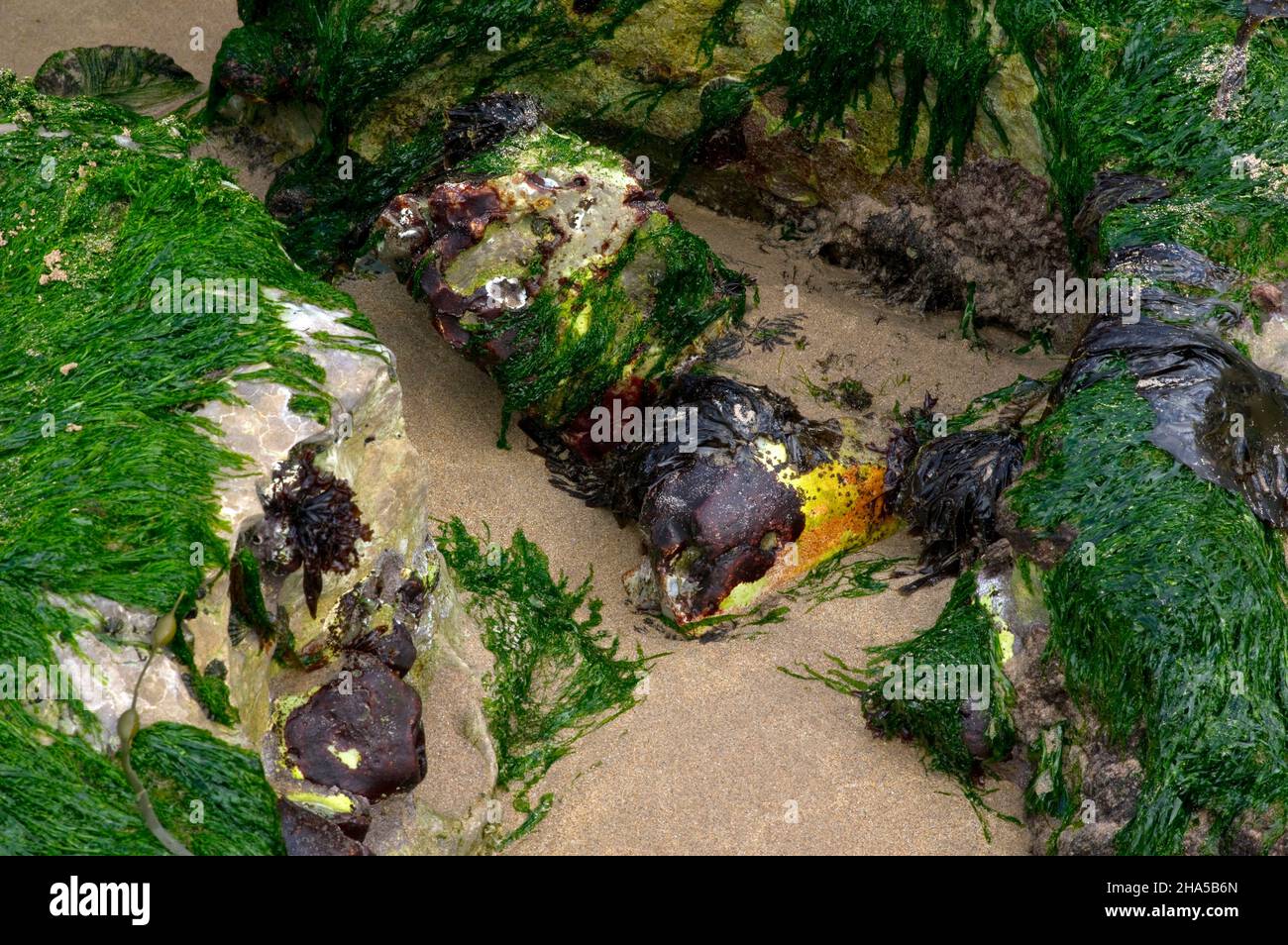europe,northern ireland,county antrim,causeway coast,intertidal zone ...