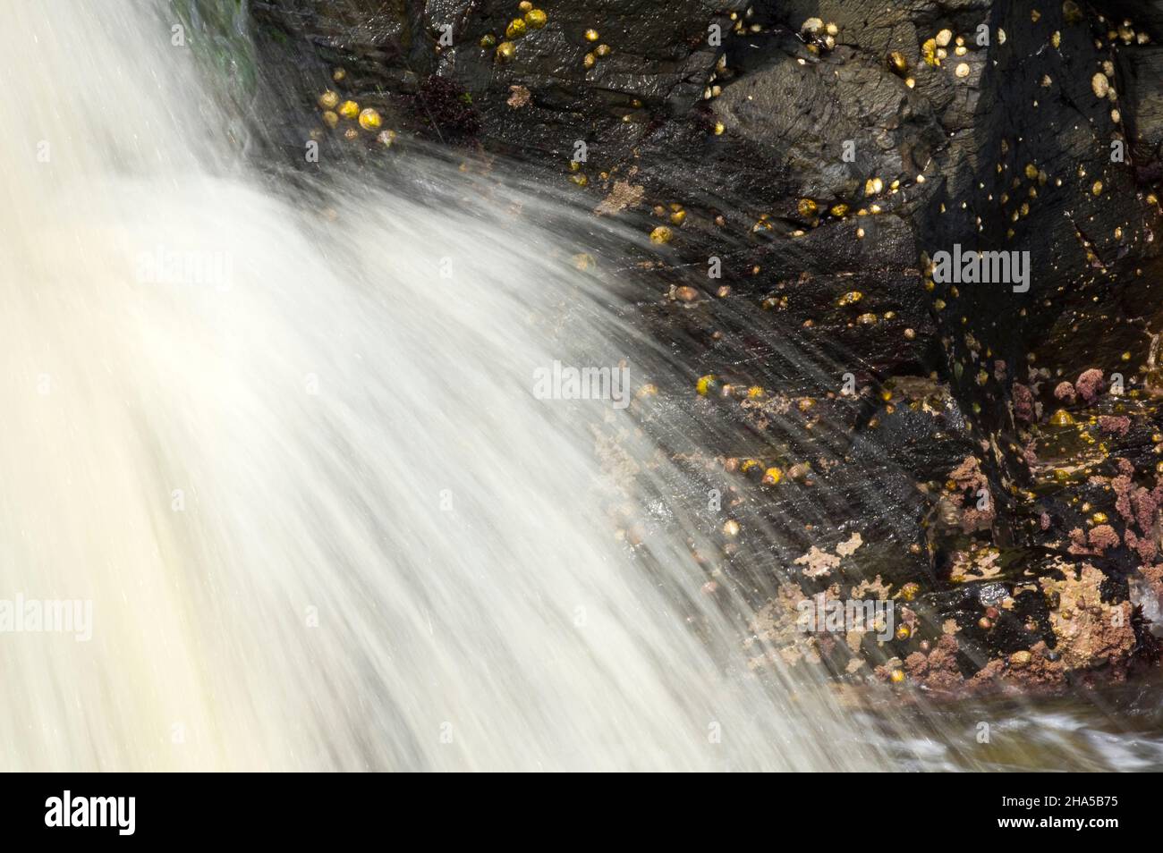 europe,northern ireland,county antrim,causeway coast,limpets and ...