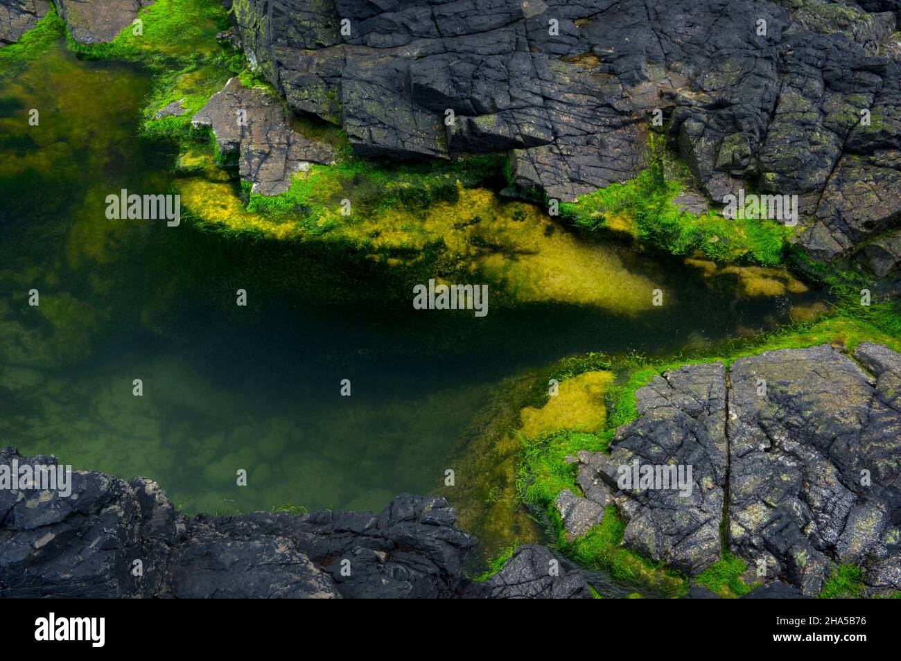 europe,northern ireland,county antrim,causeway coast,intertidal zone ...