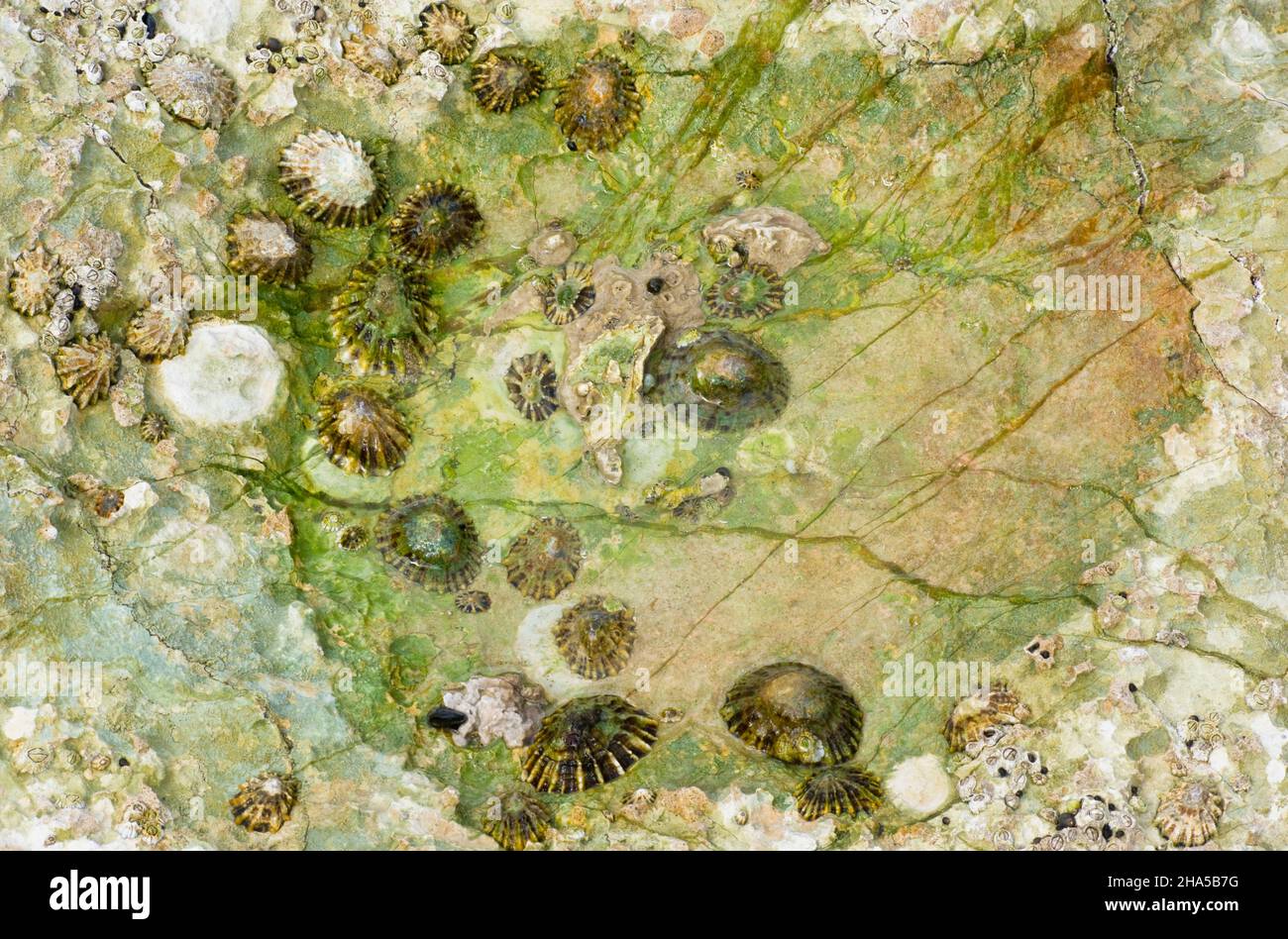 europe,northern ireland,county antrim,causeway coast,common limpets and ...