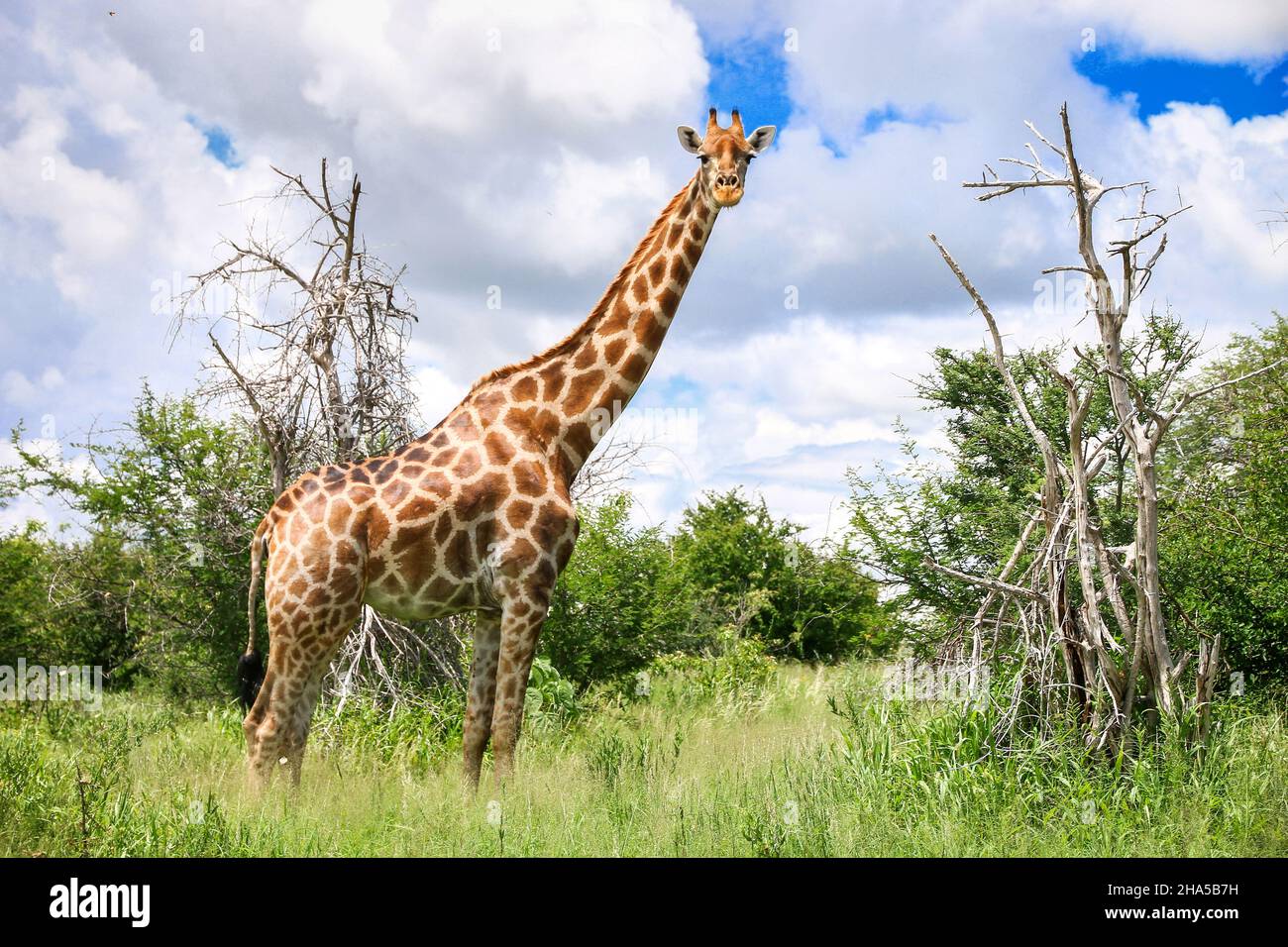 Giraffe in an African savanna Stock Photo - Alamy