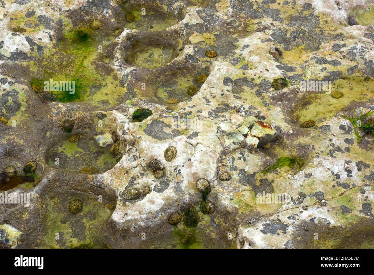 europe,northern ireland,county antrim,causeway coast,intertidal zone ...