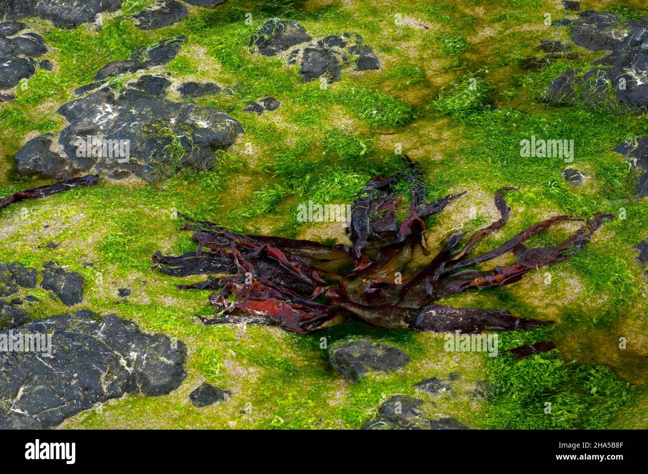 europe,northern ireland,county antrim,causeway coast,intertidal zone ...