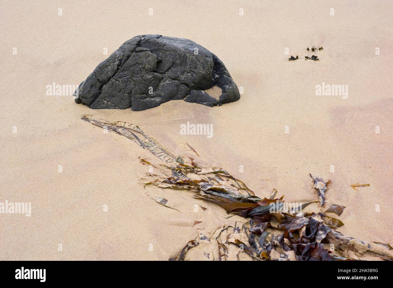europe,northern ireland,county antrim,causeway coast,intertidal zone ...