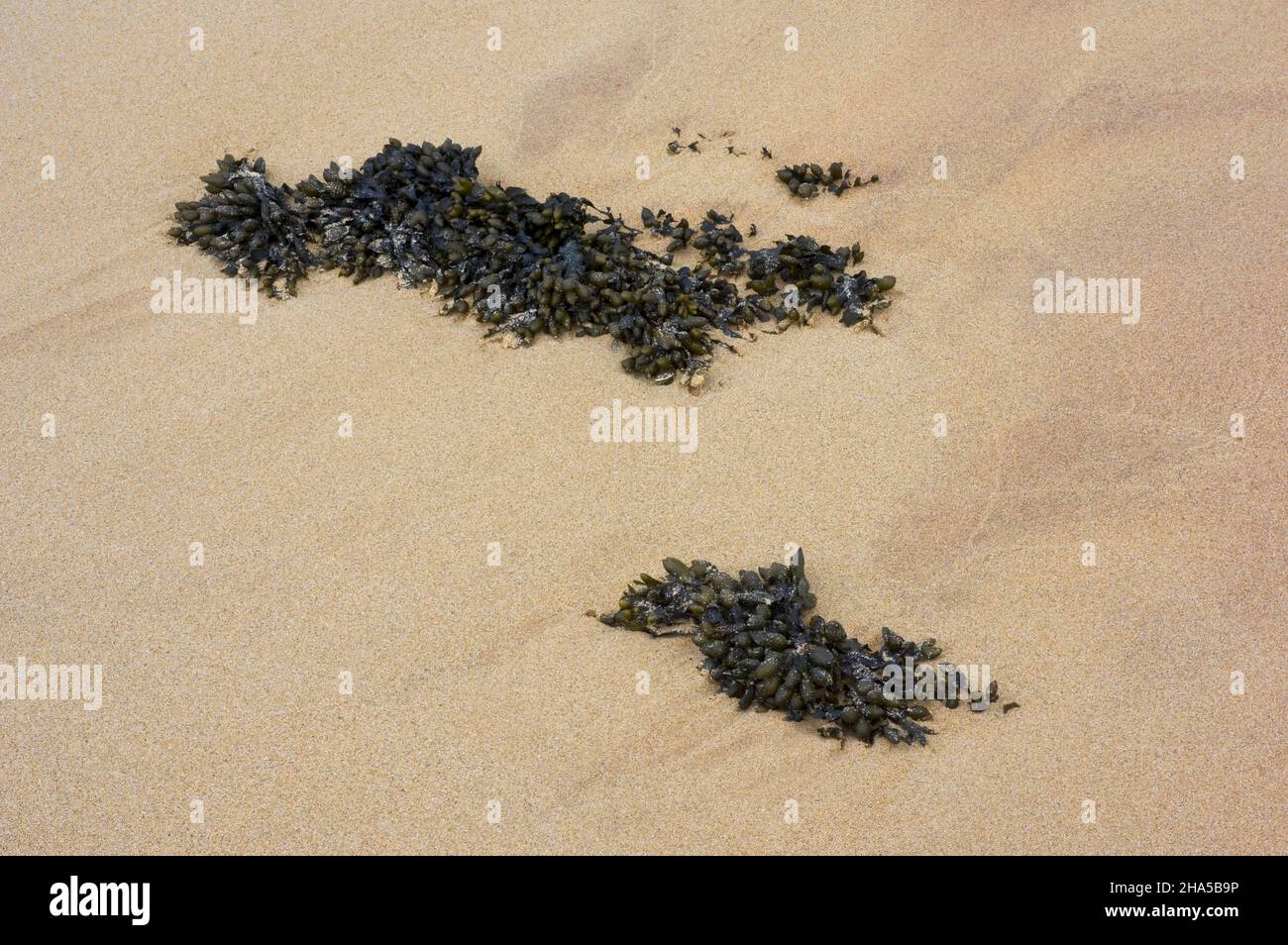 europe,northern ireland,county antrim,causeway coast,intertidal zone ...