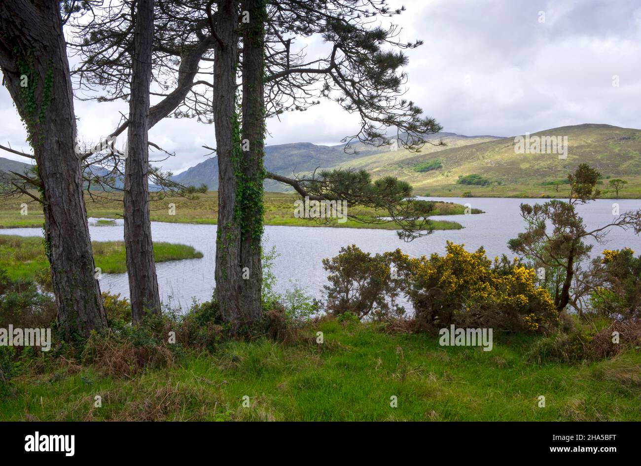 europe,republic of ireland,county donegal,glenveagh national park,pine ...