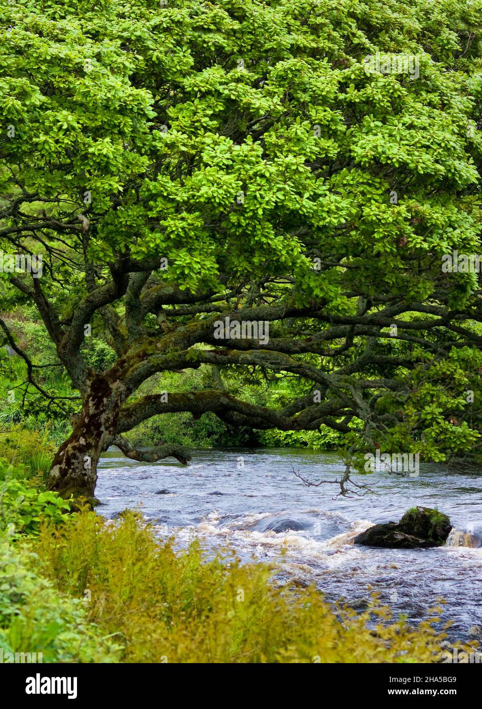 europe,republic of ireland,county donegal,rapids on the glen river at ...