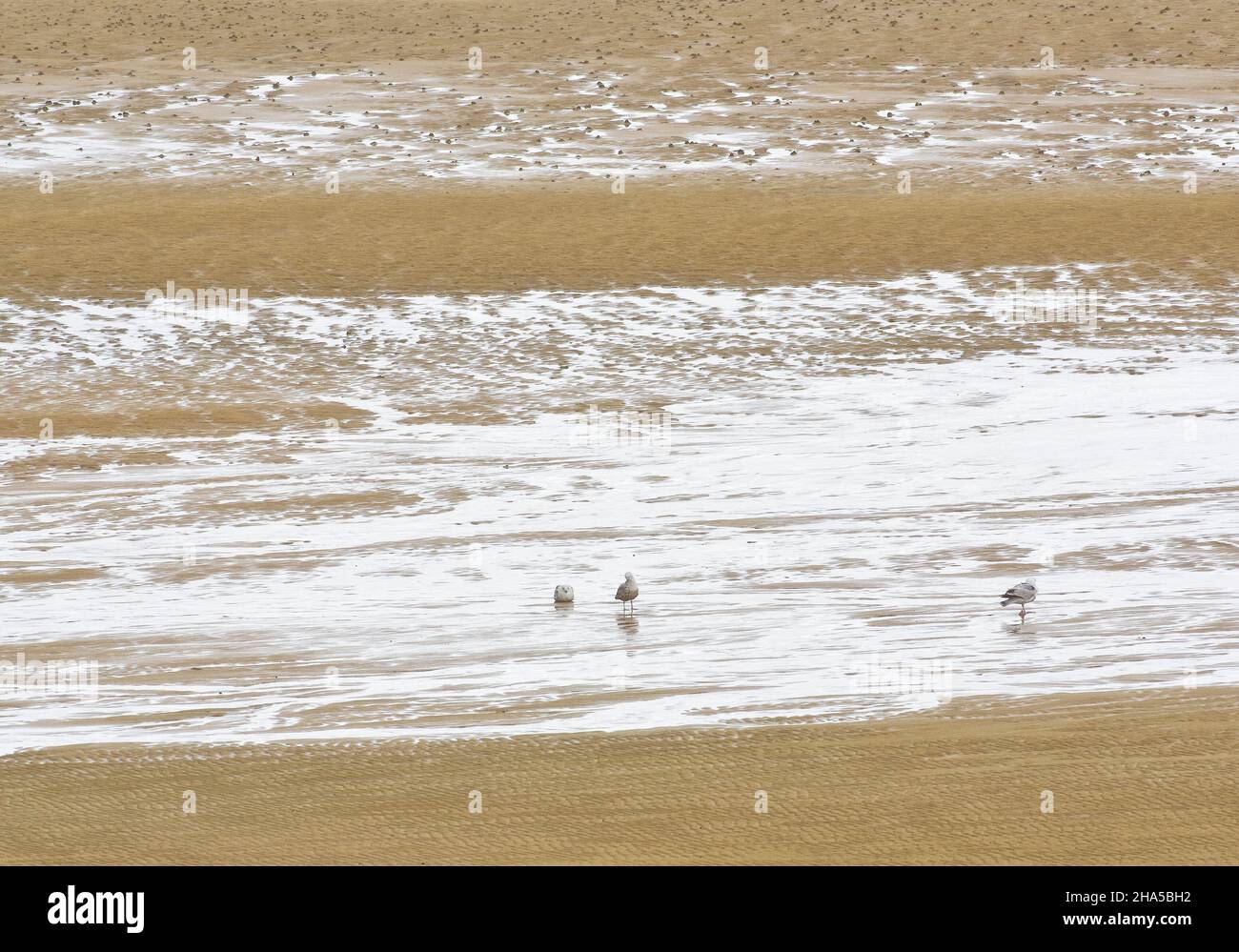europe,republic of ireland,county donegal,intertidal zone on the sandy ...